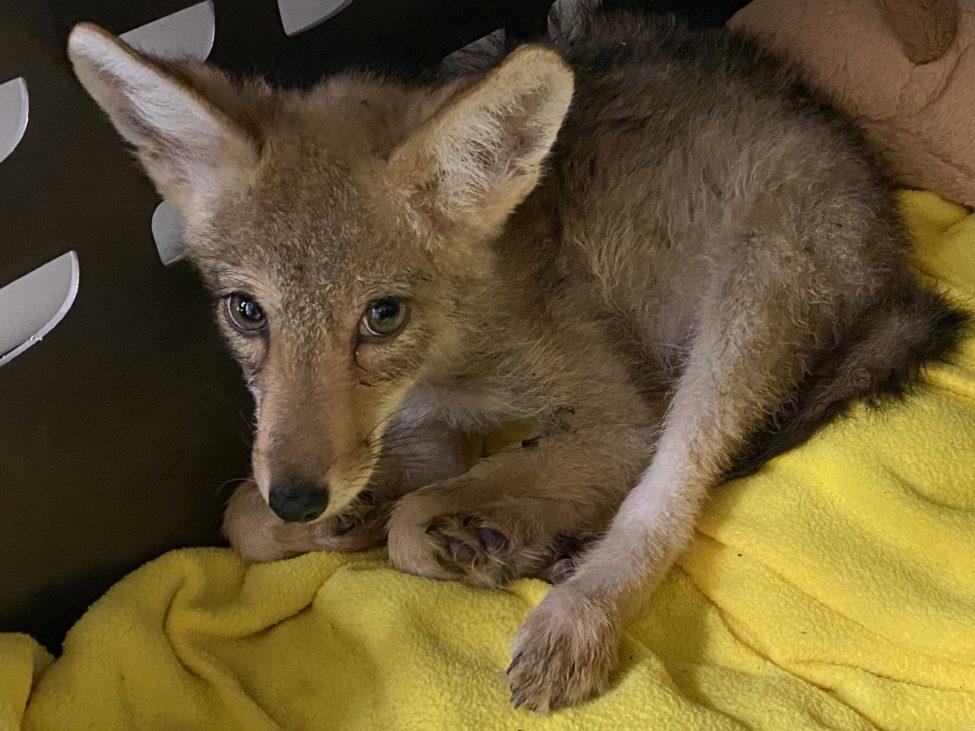 Southwest Wildlife Conservation Center Helping Wild Animals Displaced ...