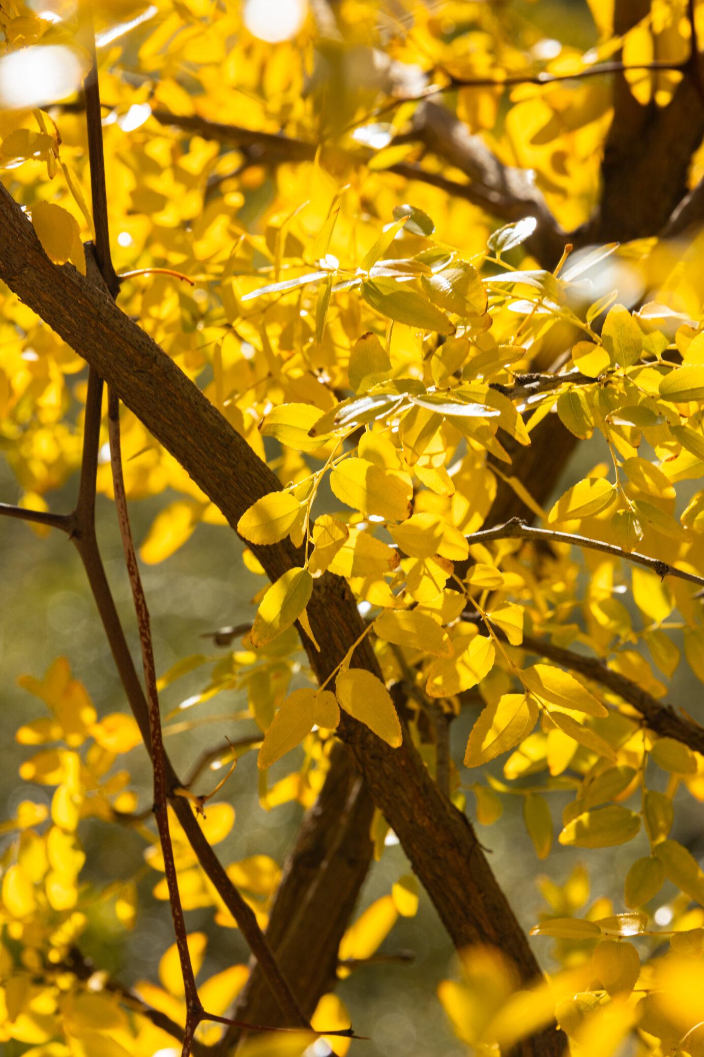 Fall Colors are at Their Peak Now at Boyce Thompson Arboretum - Arizona ...