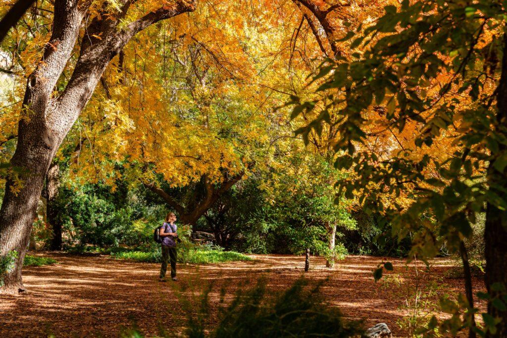 Fall Colors are at Their Peak Now at Boyce Thompson Arboretum - Arizona ...
